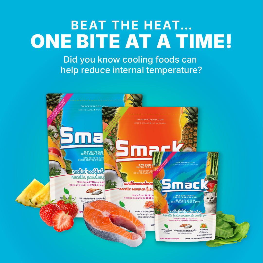 Keep Your Pet Cool with These Summer Superfoods – Smack Pet Food Inc.