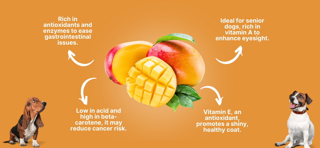 Can Dogs Eat Mango? – Smack Pet Food Inc.